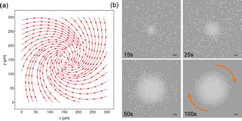 A Vector Field Of The Spiral Pattern Calculated Following The Model