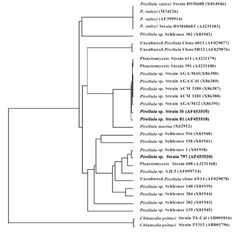 Phylogenetic Tree Derived Using Fitch Margoliash And Least Squares Download Scientific Diagram