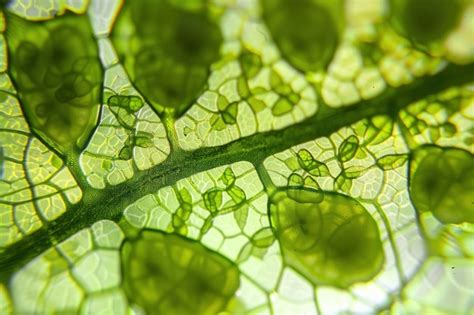 Microscope Cells Of A Green Leaf Premium Ai Generated Image
