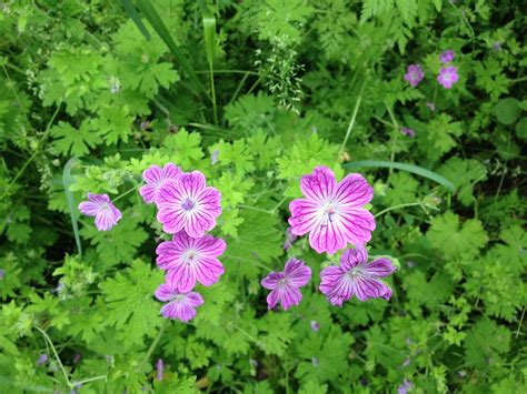 Flora Natur Blume Kostenloses Foto Auf Pixabay Pixabay