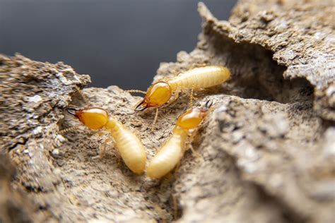 Termites Exterminator In Smyrna De 19977 Green Exterminator Pest