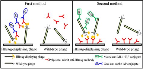 Schematic Representation Of Phage Elisa Methods For The Detection Of