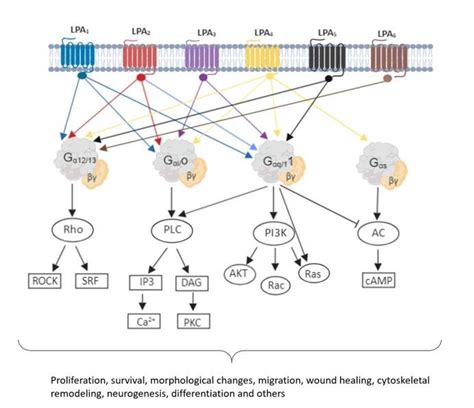 Summary Of The Intracellular Lysophosphatidic Acid Pathway Activated By
