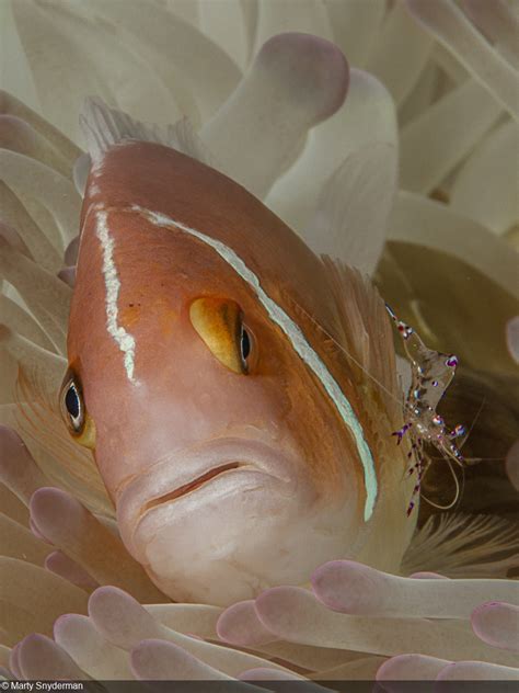 Capturing Critter Behavior At The Atlantis Dive Resorts