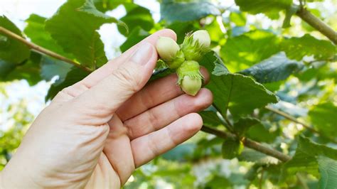 Що буде якщо посадити фундук біля дому — садівники дали неочікувану відповідь Читайте на Ukr Net