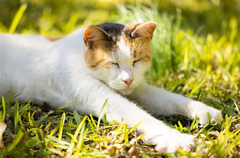 Feline Cutaneous Squamous Cell Carcinoma Fc Scc Veterinary Teaching