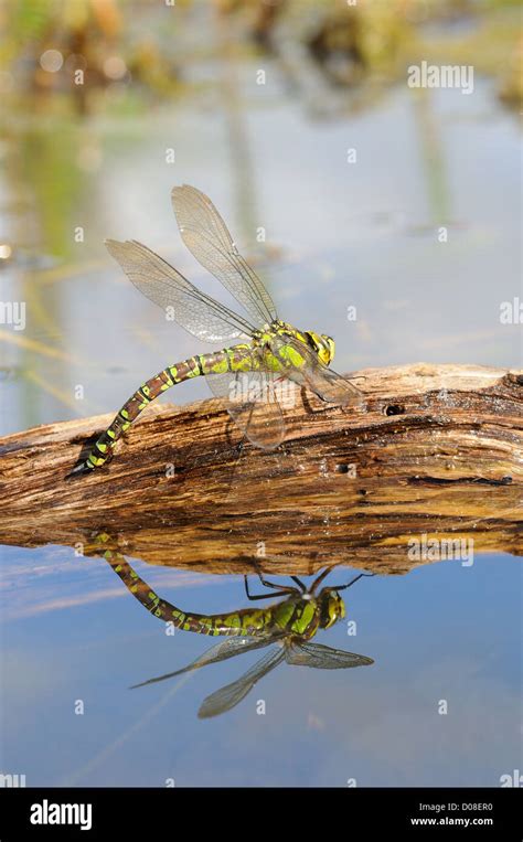 Southern Hawker Dragonfly Aeshna Cycnea Female Laying Eggs In Rotting