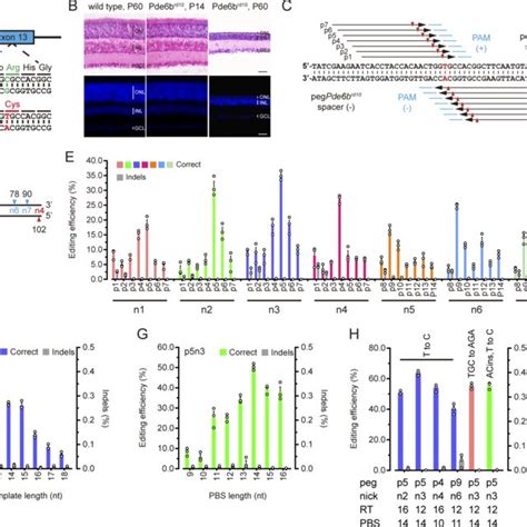 Vision Rescue Via Unconstrained In Vivo Prime Editing In Degenerating