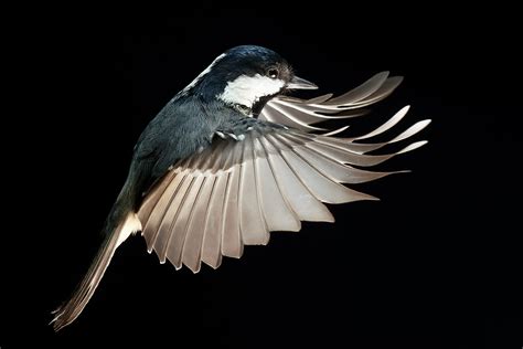 My Setup For Bird Photography With A Flash