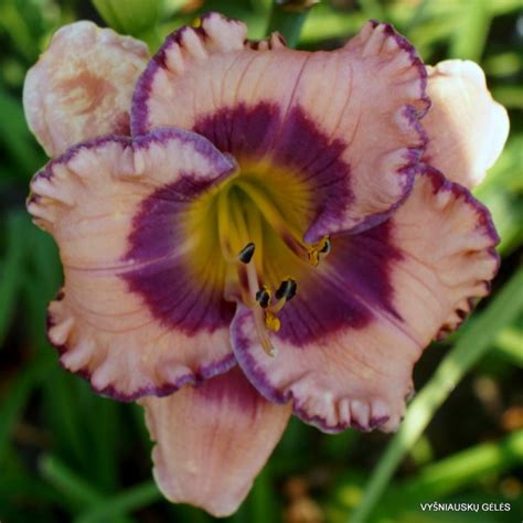 Sherry Candy Vyšniauskų Gėlės