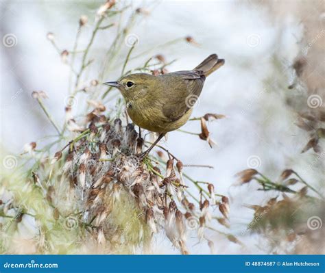 Orange Crowned Warbler Stock Image Image Of America 48874687