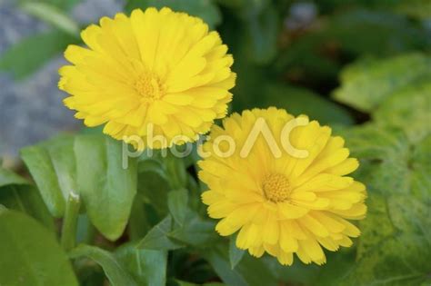 キンセンカ（カレンデュラ）の花 No 28184853｜写真素材なら「写真ac」無料（フリー）ダウンロードok