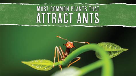 8 Reasons Why Ants Wont Go Away On Their Own Pest Pointers