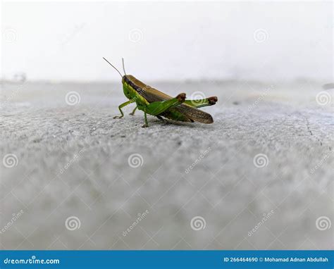 Green Grasshopper Rests Its Body In The Yard During Hot Days Stock