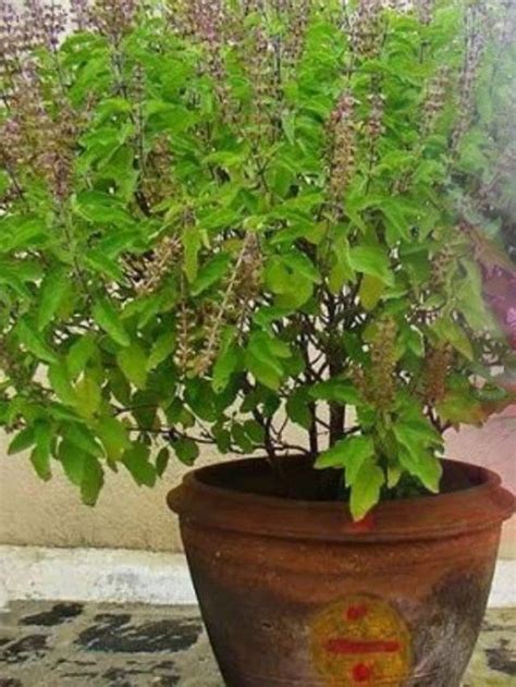 तुलसी विवाह के समय इन 6 बातों का रखें खास ध्यान वरना जीवन में आ सकती