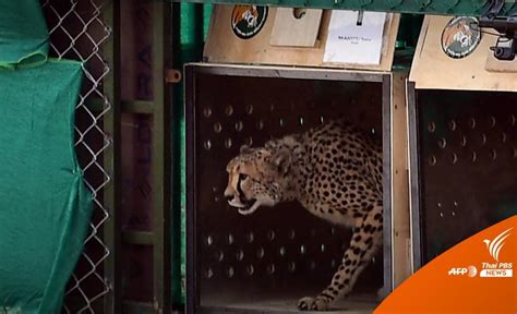 India Releases Cheetahs Back Into The Wild More Than Years After Extinction Archyde