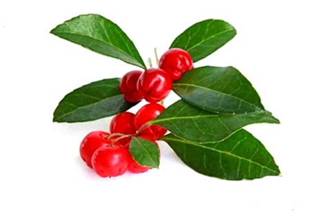 Oil Of Wintergreen Pyrola Rotundifolia Winter Green Oil