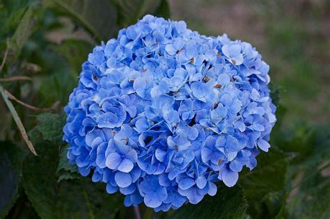 Hydrangea Macrophylla Hydrangea Macrophylla Hydrangea Colors Hydrangea
