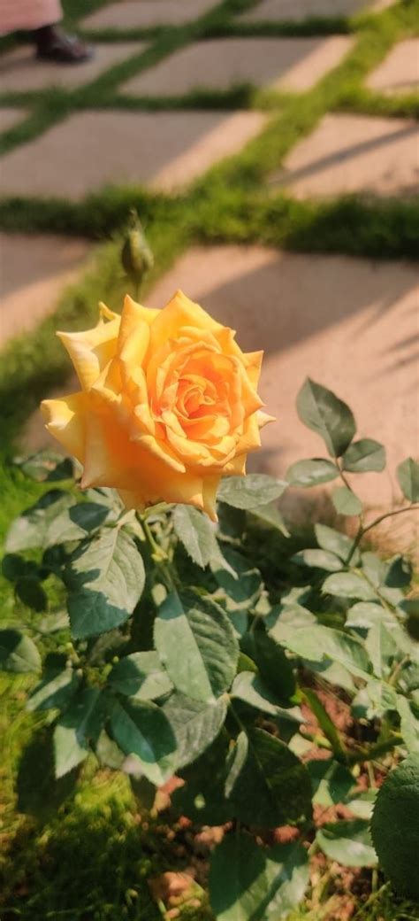 Yellow Hybrid Tea Rose