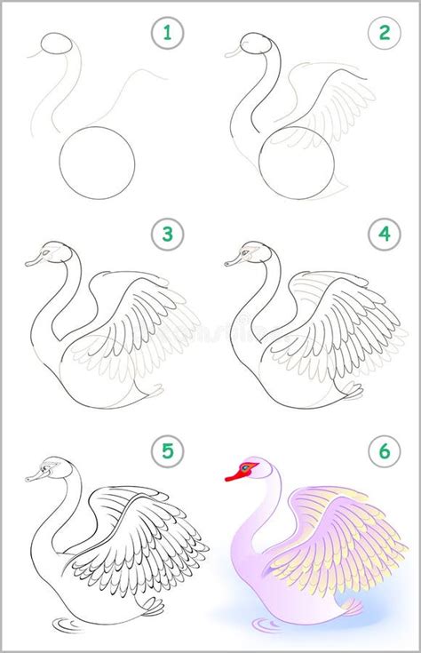 Como Dibujar Un Cisne Facil Para Niños Niños Relacionados