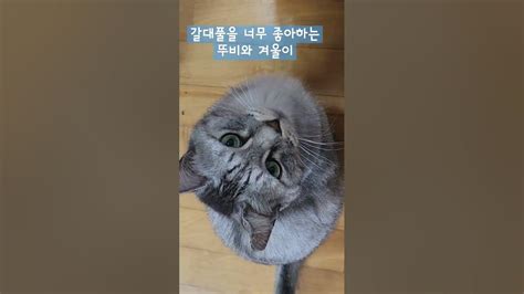 갈대풀을 너무 좋아하는 뚜비 겨울이 영상을 보시는 모든분 행복하세요 Youtube