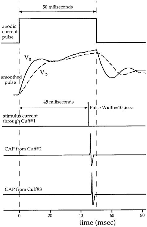 Temporal Relation Between The Stimulus Pulse And The Recorded Waveforms