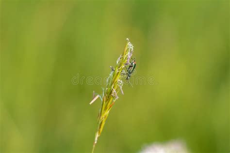 Green Beetle On A Plant In Green Nature Stock Image Image Of