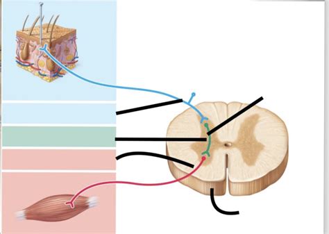 The Five Basic Components Of Reflex Arcs Diagram Quizlet