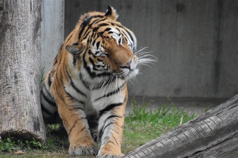 ぽっさん On Twitter ﾌﾞﾙﾝｯ アムールトラ 風 天王寺動物園 Jjumxmucth