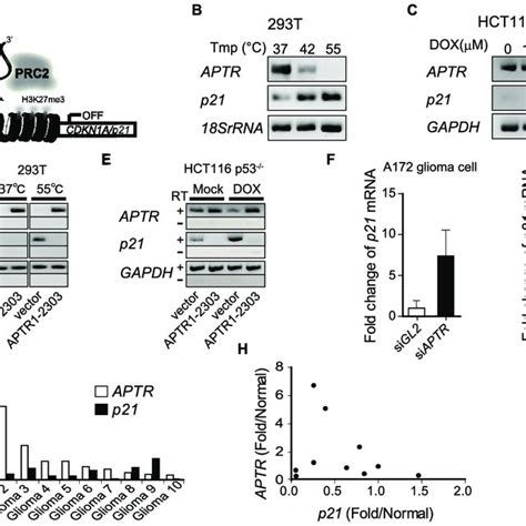 A Mcf10a Cells Transfected With Siaptr 1 Or 2 Accumulate In The G1
