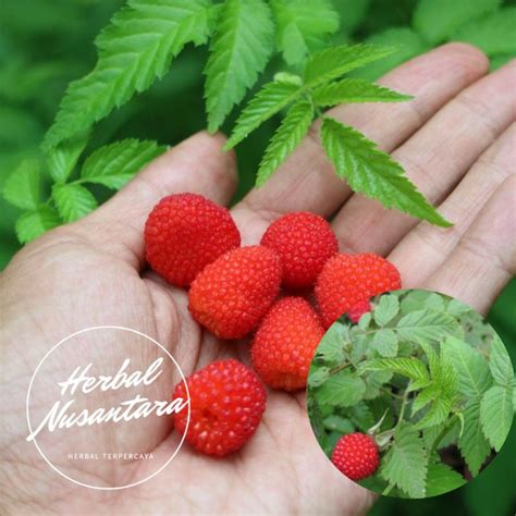 Jual Bibit Stek Pohon Arben Hutan Buah Merah Shopee Indonesia