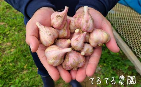 【数量限定】☆沖縄県産☆島にんにく 700g ：沖縄県産の島にんにく｜食べチョク｜産地直送 産直 お取り寄せ通販 農家・漁師から旬の食材を直送