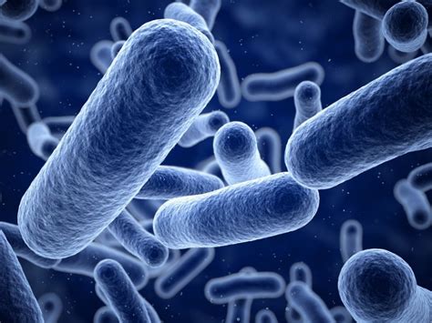 Bacterias Viva Est La Resistencia Medium En Espaol
