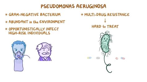 Pseudomonas Aeruginosa Video Anatomy And Definition Osmosis