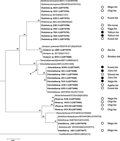 Phylogenetic Tree Of Ascomycetes Obtained From Lakes In The Skarvsnes Download Scientific