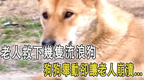 老人救下幾隻流浪狗，不料狗狗舉動卻讓老人崩潰，邻居直呼不该救！不可思議 狗狗 動物 感動 反轉 Youtube