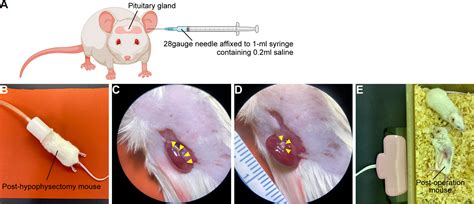 Frontiers Recipe For Pituitary Organoids
