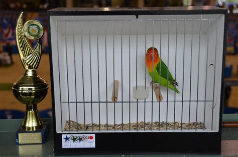 Photo Gallery The African Lovebird Society Of Australia Inc
