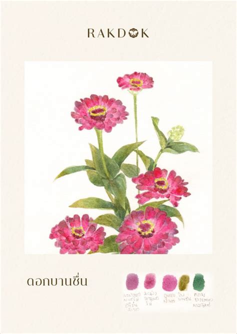 บานชื่น Rakdok รักดอก