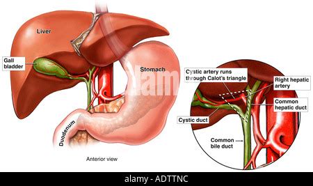 Gallbladder Triangle