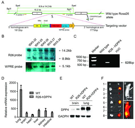 Establishment Of A R26 Hdpp4 Knockin Mouse Model A Schematic