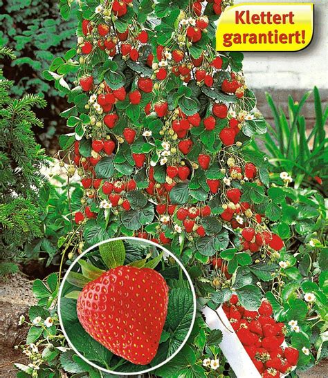 Klettererdbeere® Hummi® 1a Qualität Kaufen Baldur Garten