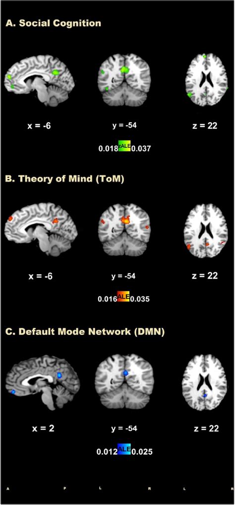 Brain Activation Maps For A Social Cognition Tasks B Theory Of