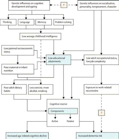Environmental Influences On Cognitive Development And Age Related