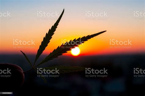 일출에서 마리화나 잎을 들고 손의 실루엣입니다 햇빛과 일몰 하늘의 배경에 마리화나 잎 Cannabis Indica에 대한 스톡