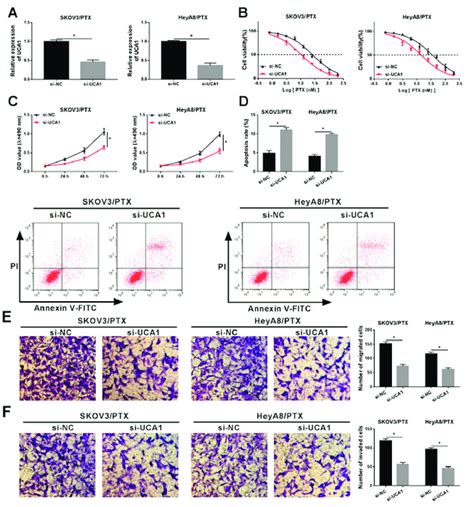 Effects Of Uca1 Expression On The Progression Of Ptx Resistant Oc