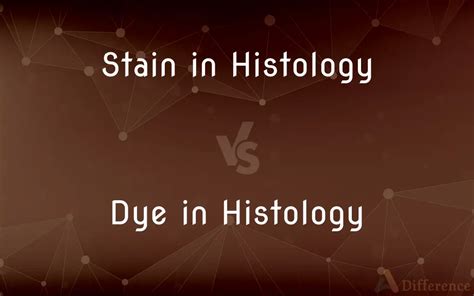 Stain In Histology Vs Dye In Histology Whats The Difference