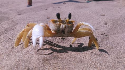 Crab Beach Sand Free Photo On Pixabay Pixabay