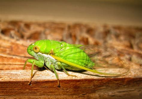 Translucent Cicadas Dundubia Vaginata Bali Wildlife
