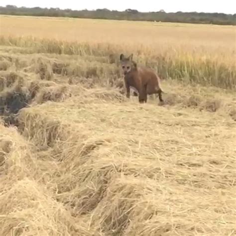 ¿qué Animal Es Ese El Video Viral De Una Rara Especie Argentina En